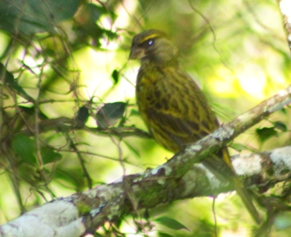 Canaries