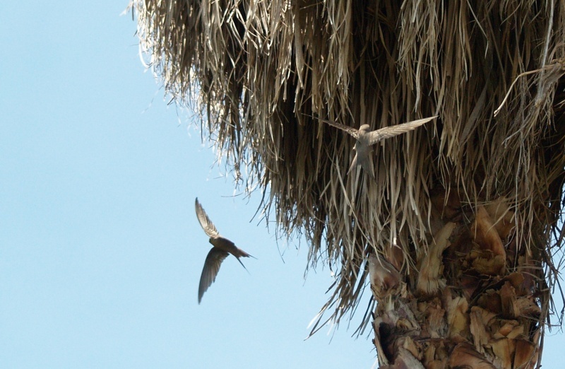 African Palm Swift